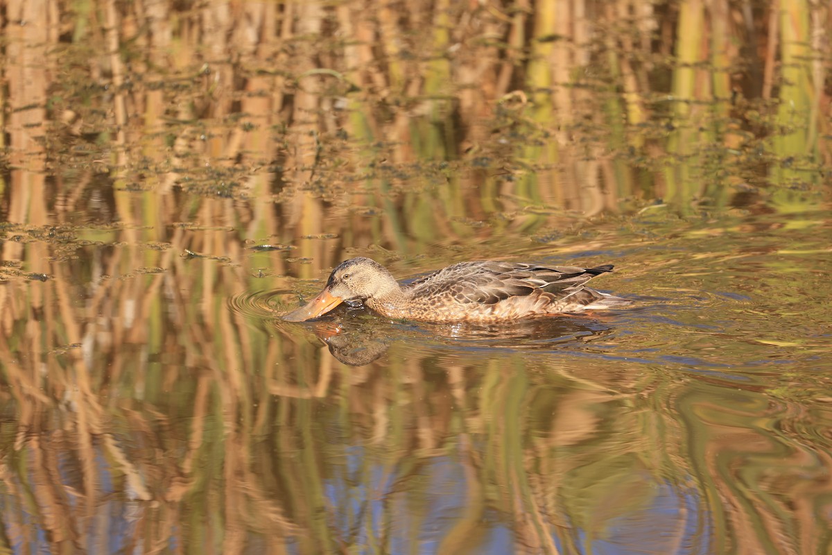 eBird Checklist - 25 Sep 2022 - Fleming Slough - 27 species