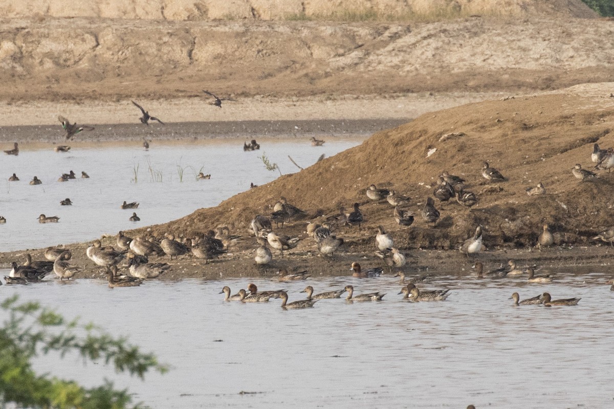 eBird India Checklist - 10 Nov 2022 - Wetland in Velavadar NP - 55 species