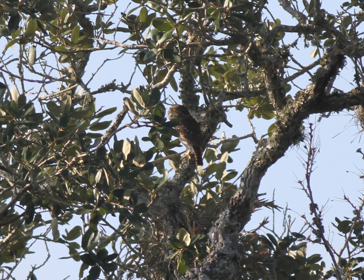 eBird Checklist - 11 Nov 2022 - King Ranch--Norias Division (Kenedy Co ...
