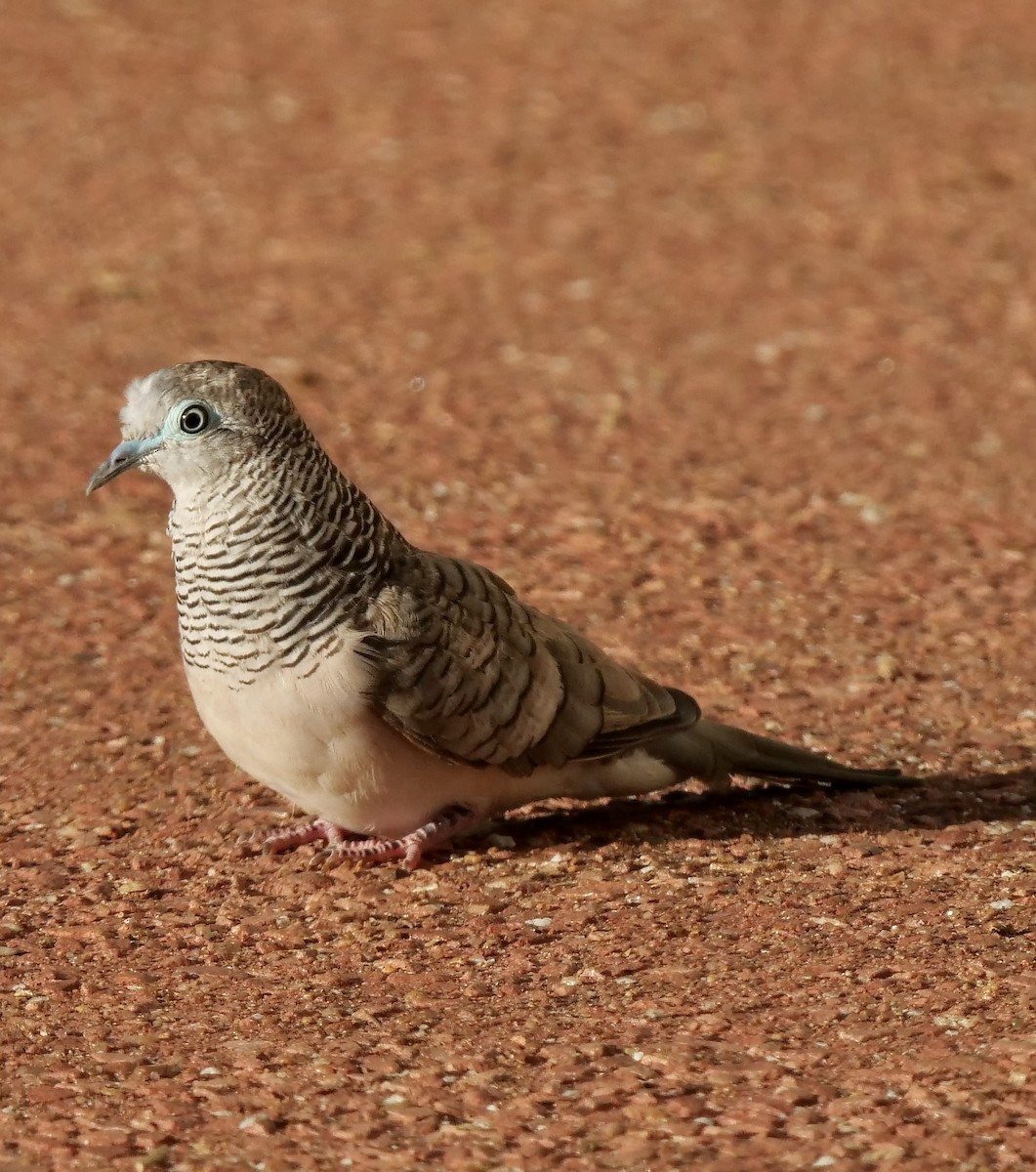 eBird Checklist - 14 Nov 2022 - Streeters Jetty (Broome) - 15 species