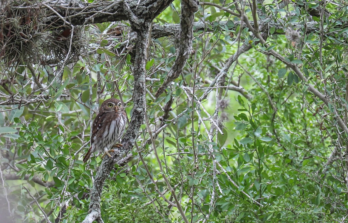 eBird Checklist - 13 Nov 2022 - King Ranch--Norias Division (Kenedy Co ...