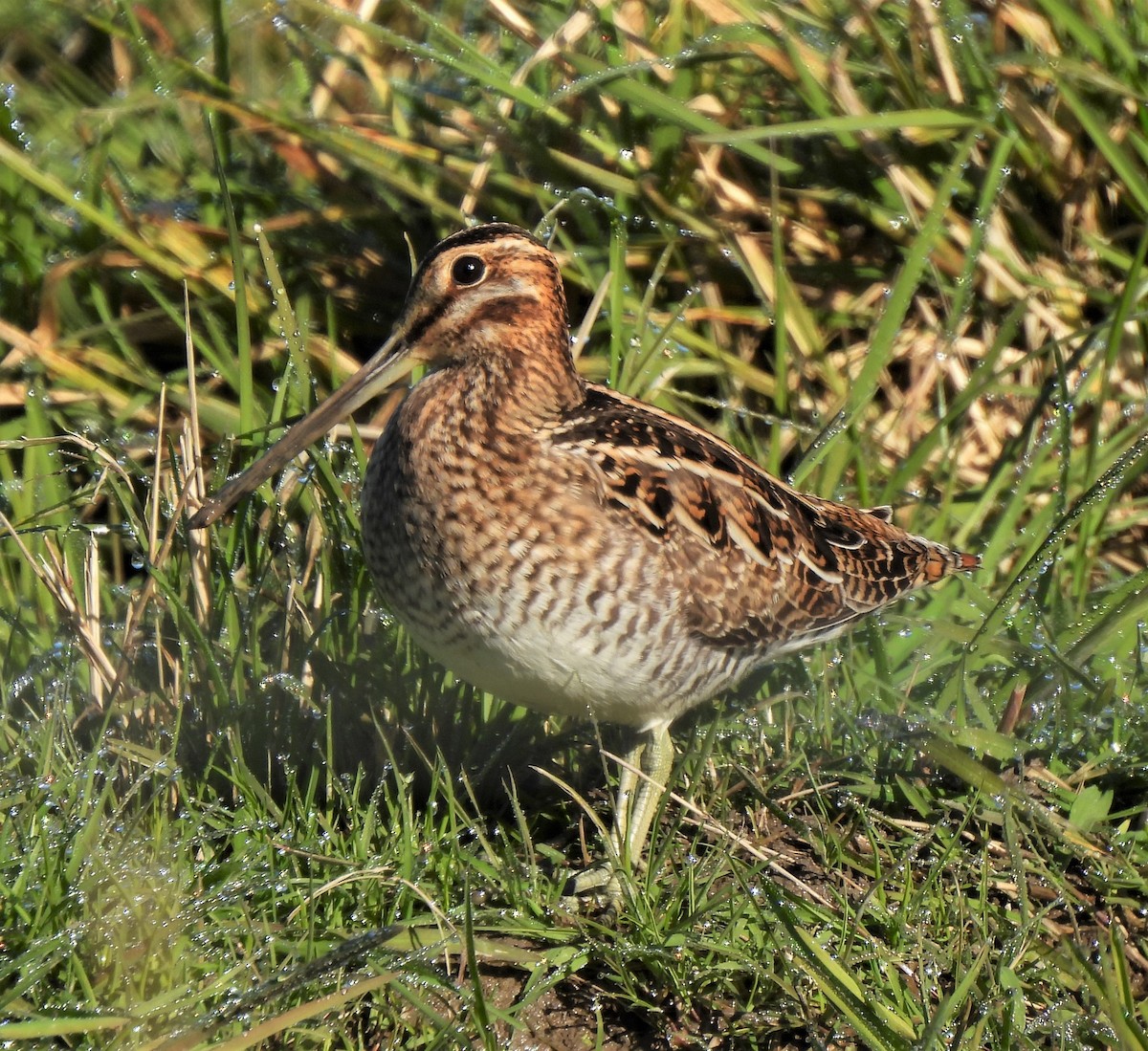 eBird Checklist - 15 Nov 2022 - Arcata Bottoms--V St. Loop - 34 species ...