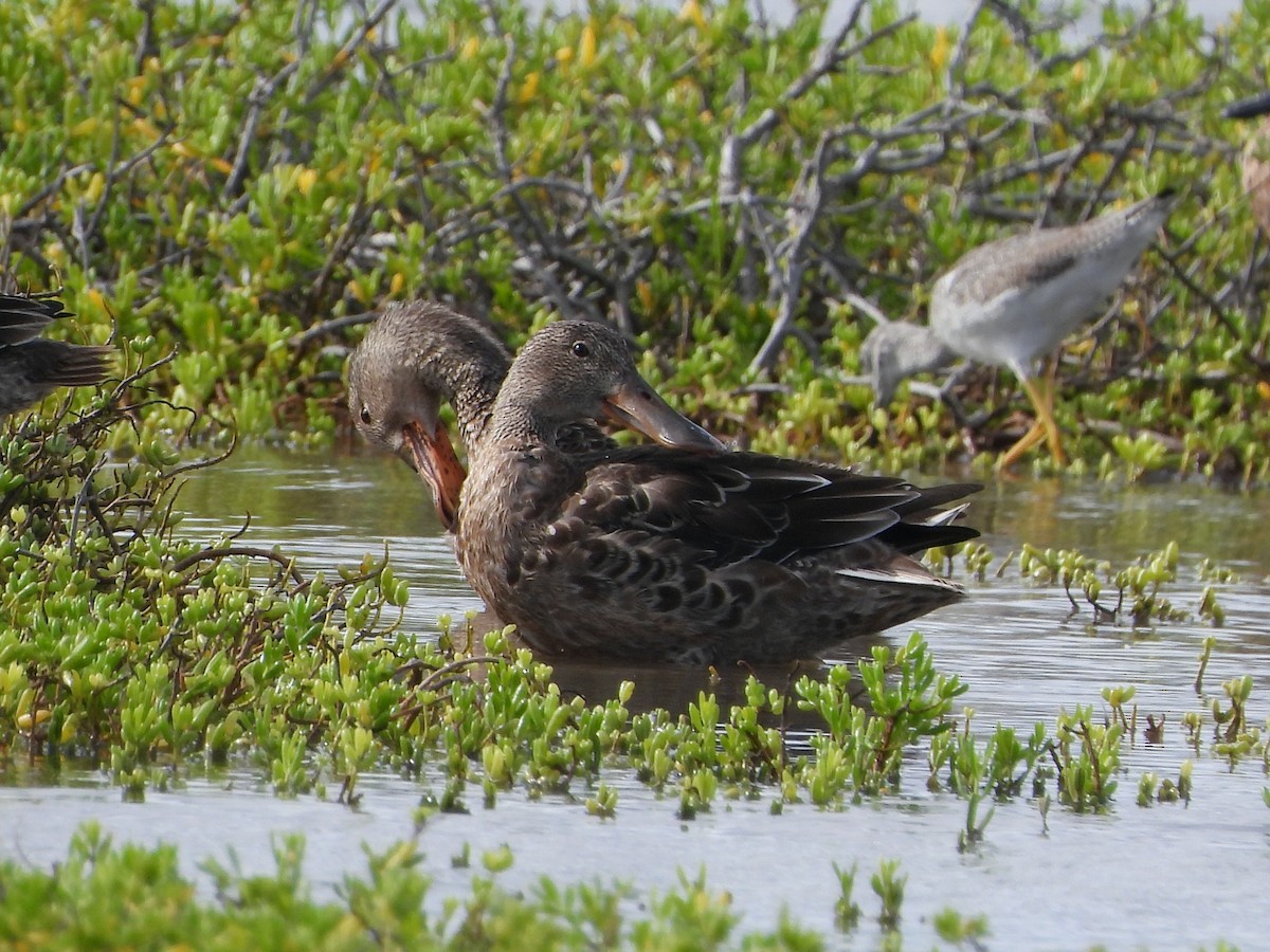 eBird Caribbean Checklist - 15 Nov 2022 - Marriott's Salina - 15 species