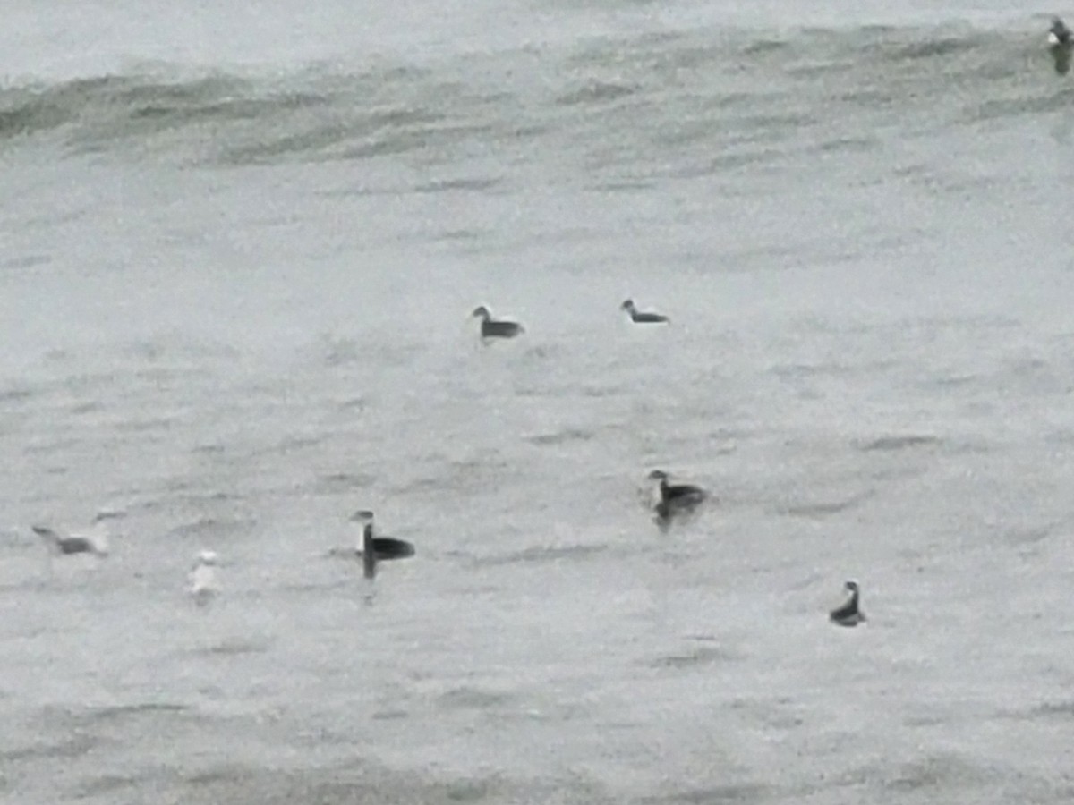 eBird Checklist - 15 Nov 2022 - Geneva SP - 21 species