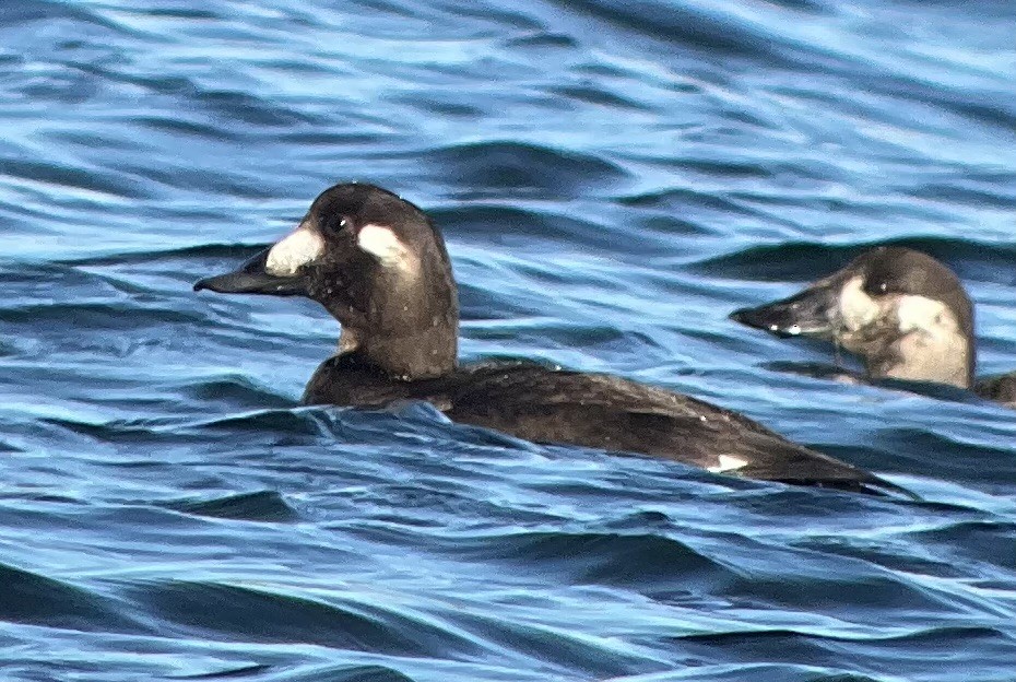 eBird Checklist - 15 Nov 2022 - Inverness City Park - 6 species