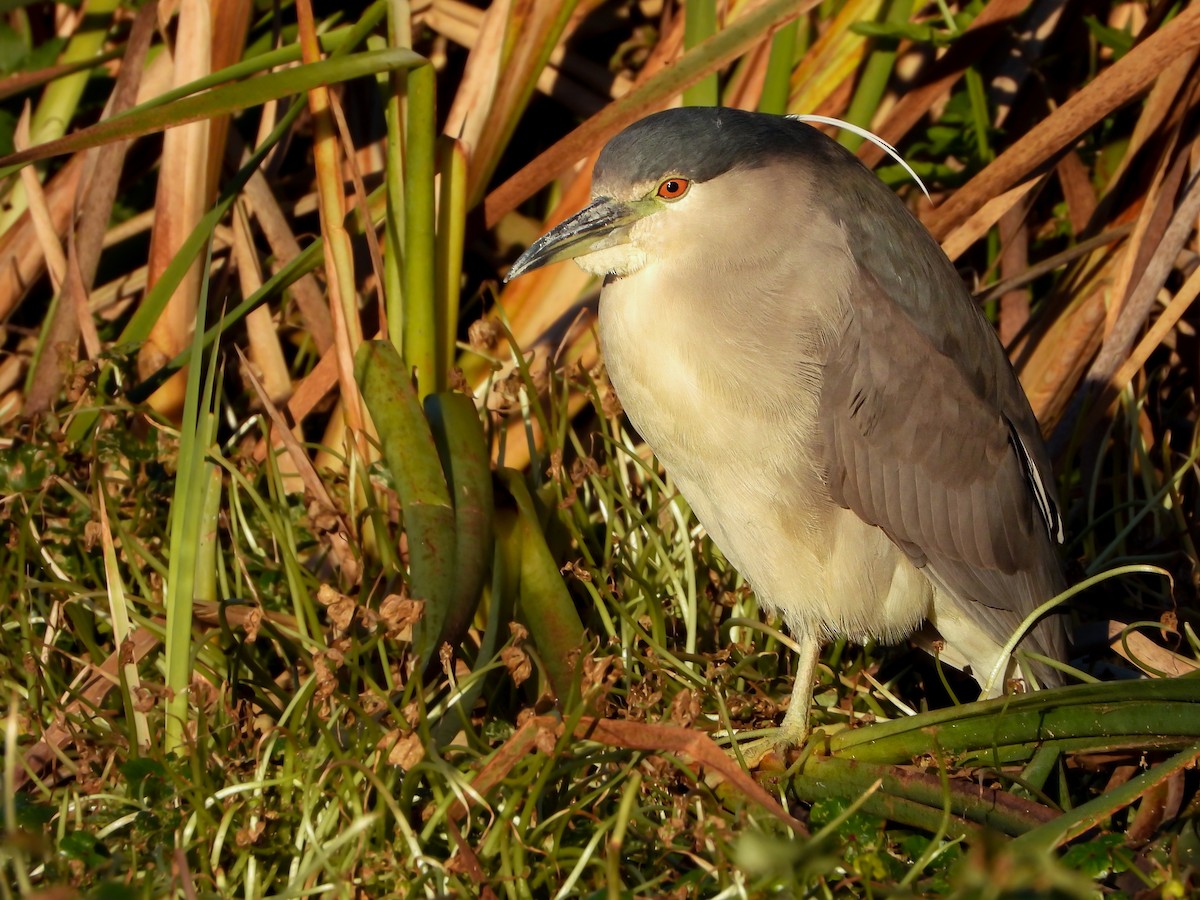eBird Checklist - 15 Nov 2022 - Arcata Marsh and Wildlife Sanctuary ...