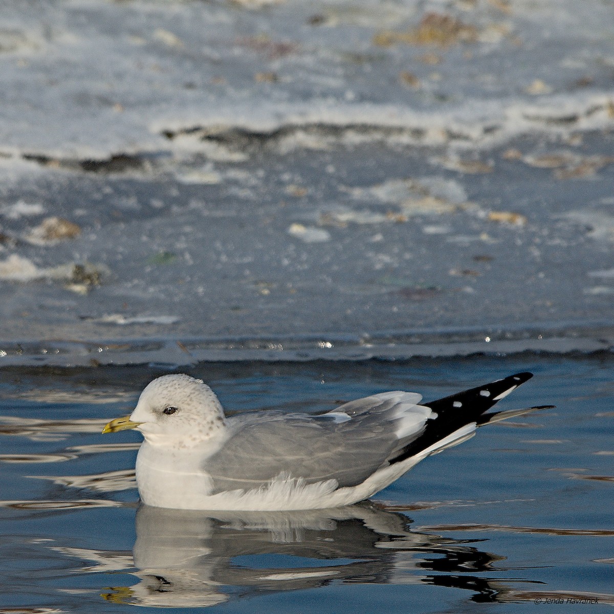 eBird Checklist - 10 Jan 2017 - Odra - 27 species