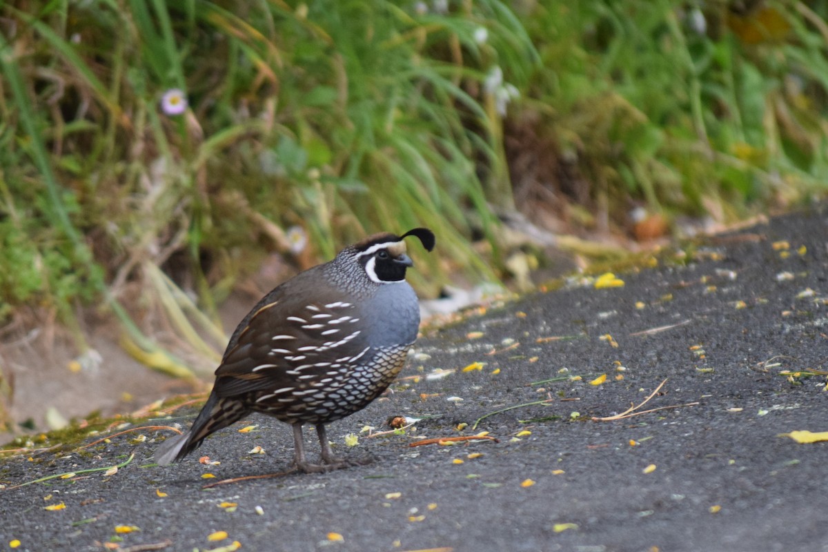 New Zealand Bird Atlas Checklist - 2 Nov 2022 - Zealandia Wildlife ...