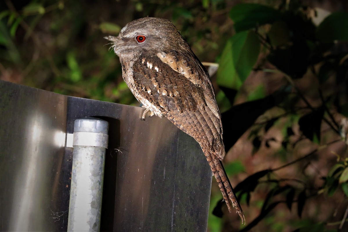 eBird Checklist - 15 Jul 2022 - Djiru National Park, Djiru AU-QLD -17. ...