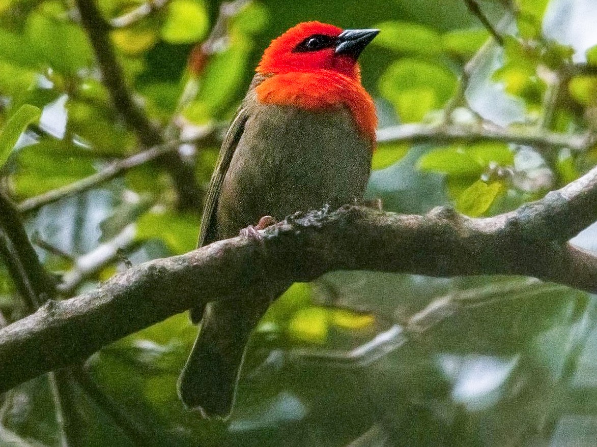 Forest Fody - eBird