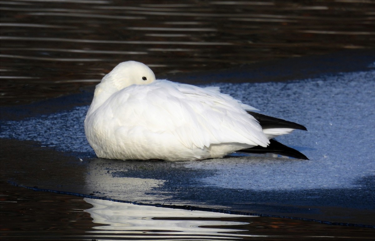 eBird Checklist - 16 Nov 2022 - Spring Meadow Lake - 16 species