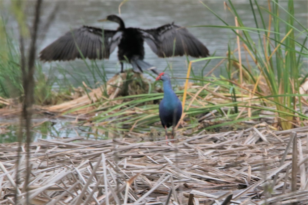 eBird Checklist - 16 Nov 2022 - Cockroach Bay Preserve and surrounding ...