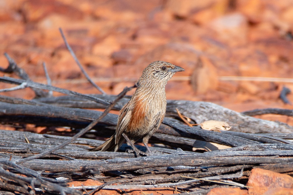 eBird Australia Checklist - 8 Nov 2022 - Telstra Hill, Mt Isa - 6 species