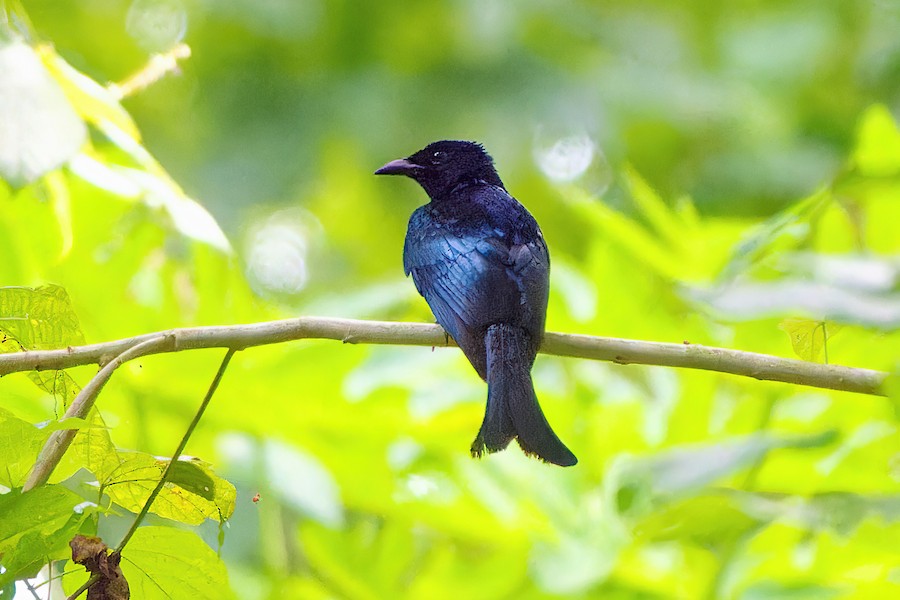 Drongo Crestudo (palawanensis) - eBird