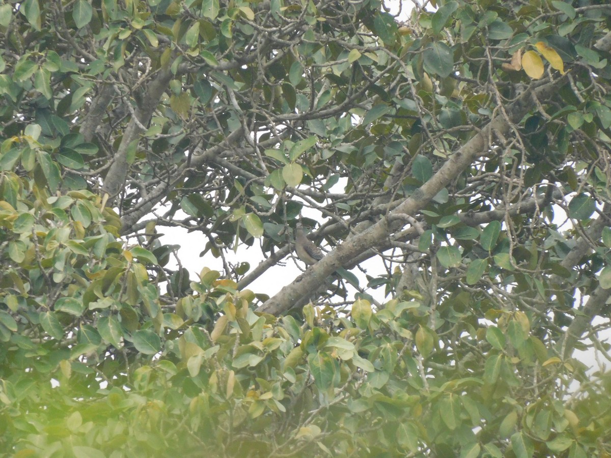 eBird Checklist - 17 Nov 2022 - Salim Ali Centre for Ornithology and ...