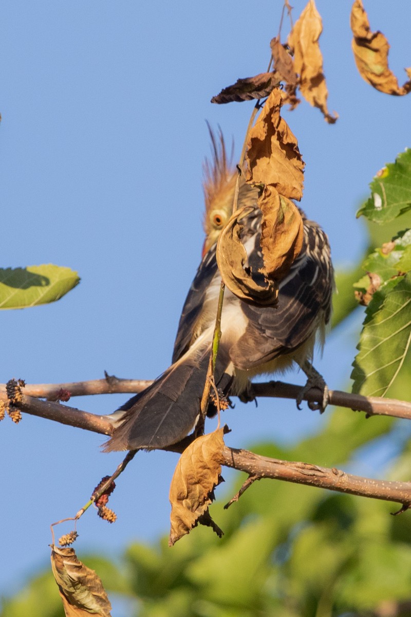 eBird Pacific Northwest Checklist - 3 Nov 2022 - Reserva Fitzoologica ...