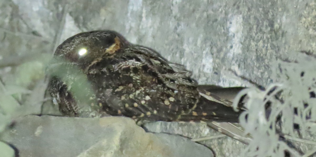 eBird Checklist - 9 Oct 2022 - Auto selected -15.18044, -68.90638 - 2 species (+1 other taxa)