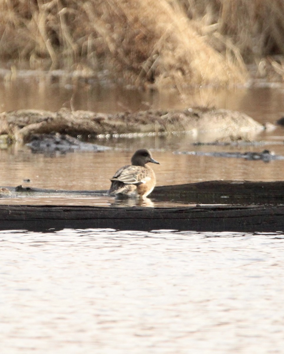 eBird Checklist - 17 Nov 2022 - Indiana Dunes NP--Great Marsh Trail ...