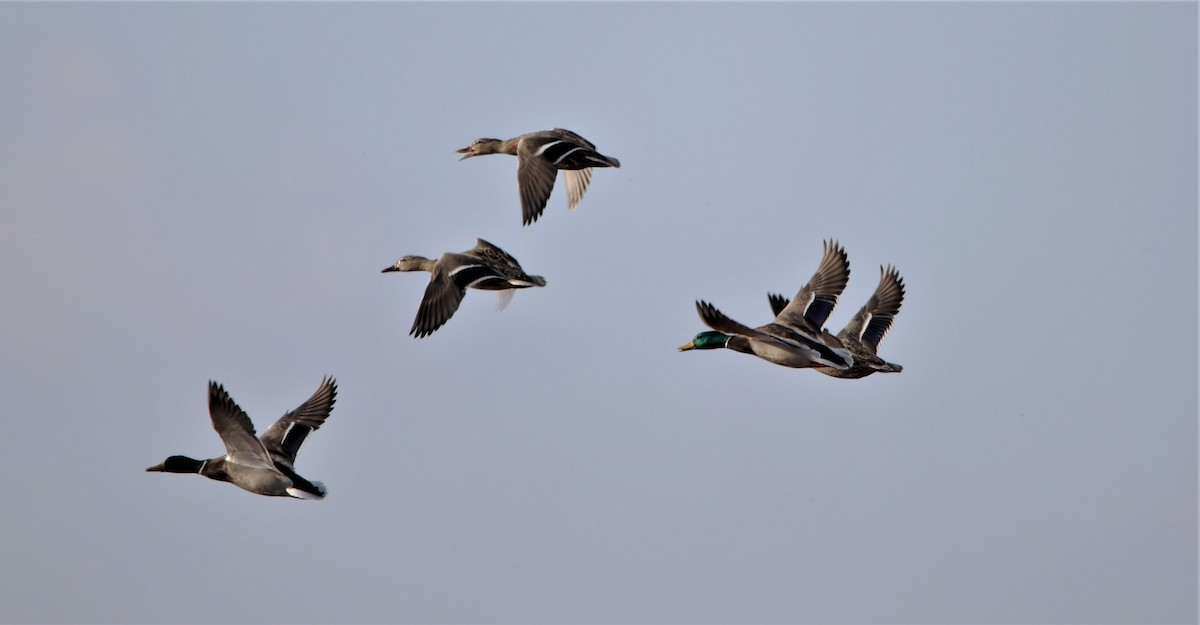 eBird Checklist - 17 Nov 2022 - Goose Pond Fish and Wildlife Area - 15 ...
