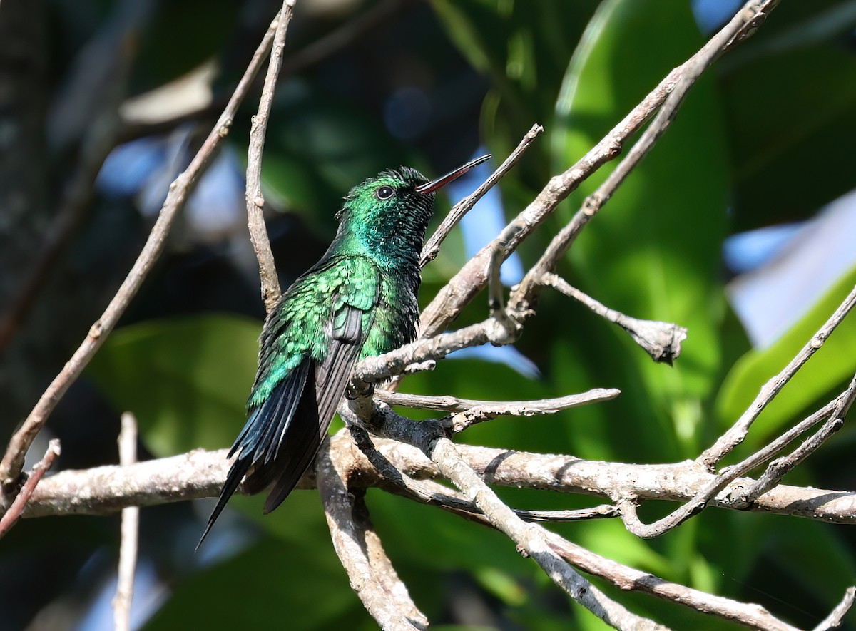eBird Checklist - 10 Nov 2022 - Bosque Estatal de Maricao--trail at km ...