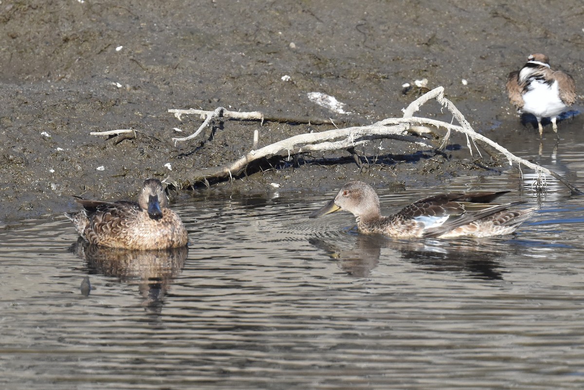eBird Checklist - 17 Nov 2022 - Malibu Lagoon--State Beach including ...