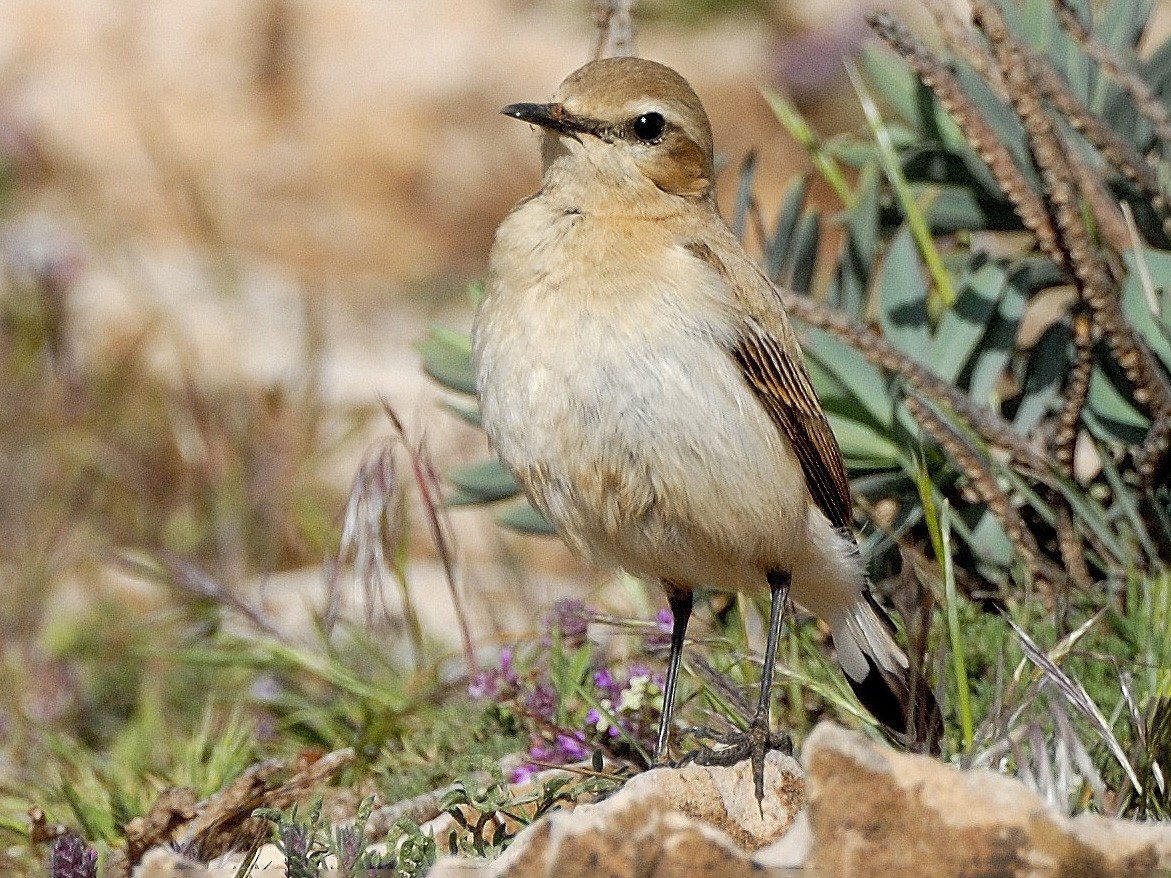 Atlas Wheatear - eBird