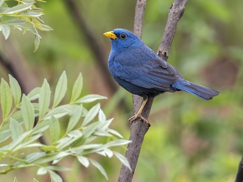 Blue Finches
