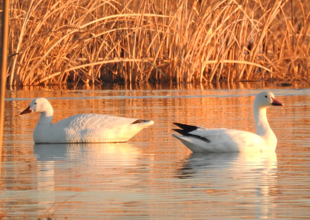 eBird Checklist - 18 Nov 2022 - Piute Ponds (permit required) - 62 ...