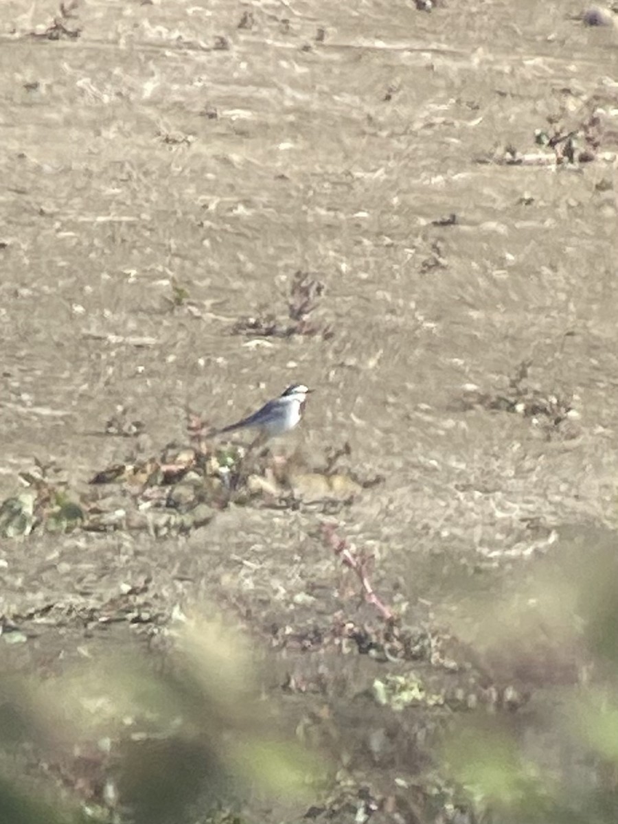 eBird Checklist - 16 Nov 2022 - Petaluma Marsh WA--Novato Creek Unit ...
