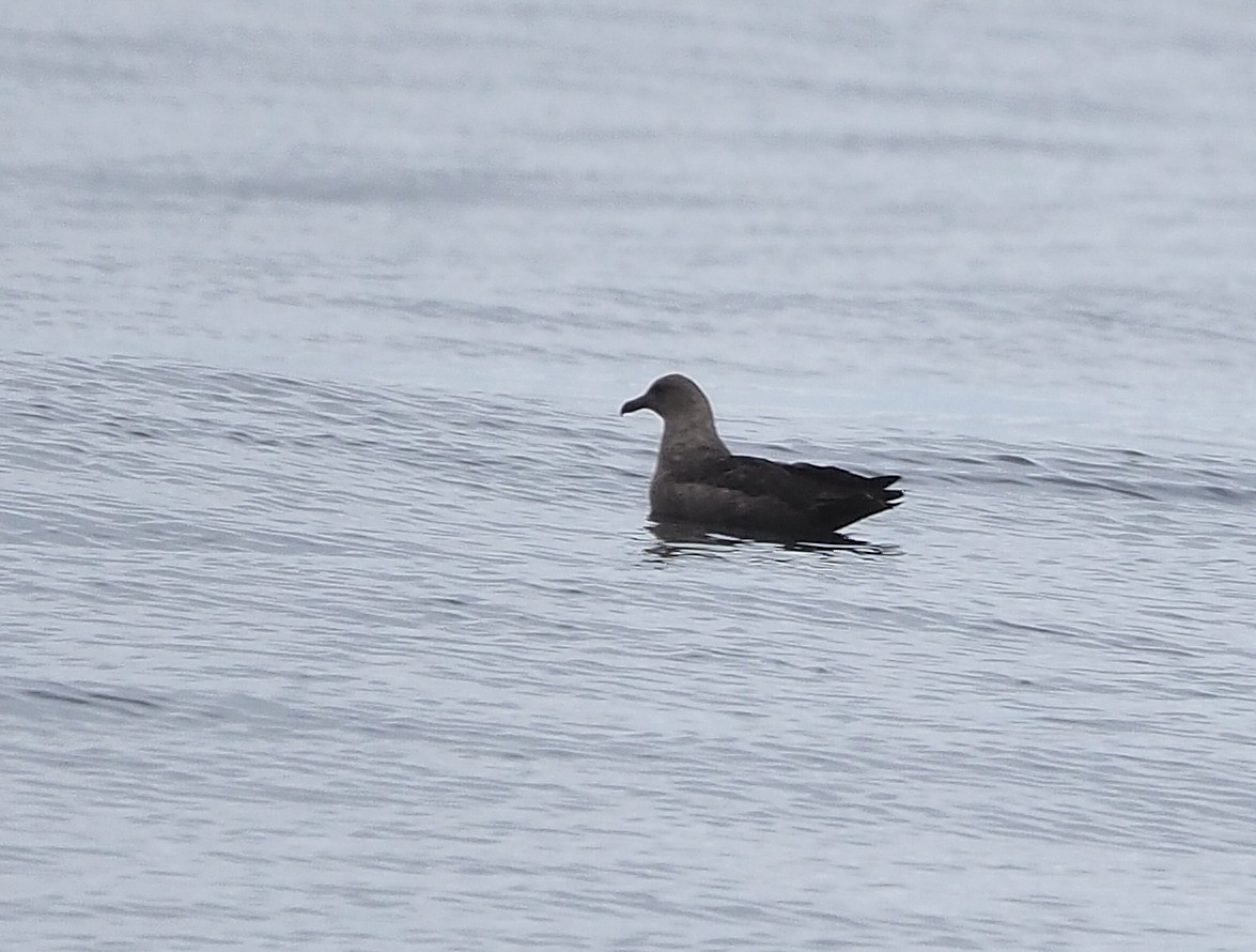eBird Checklist - 16 Oct 2022 - Bodega Bay Pelagic 8/16 Leg 6 - 19 species