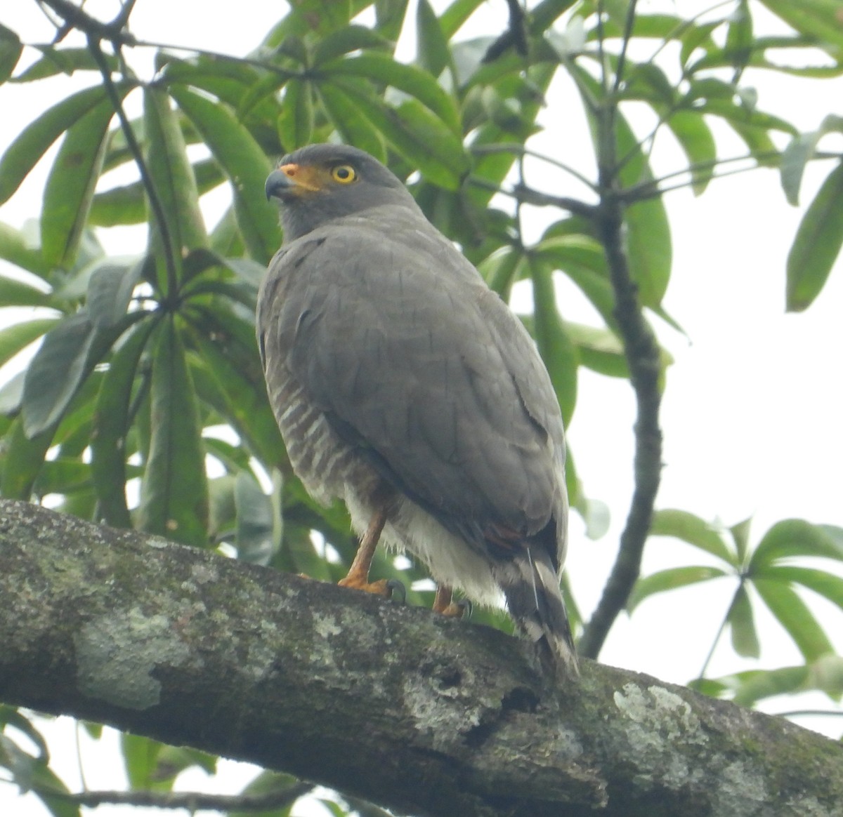 eBird Checklist - 2 Nov 2022 - Reserva Buenaventura--Umbrellabird Lodge ...