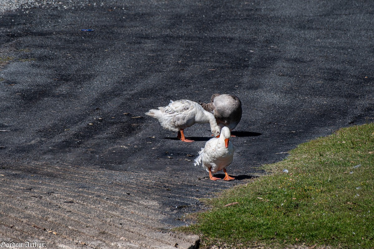 eBird Checklist - 18 Nov 2022 - Riverside Park, Bulahdelah - 32 species ...