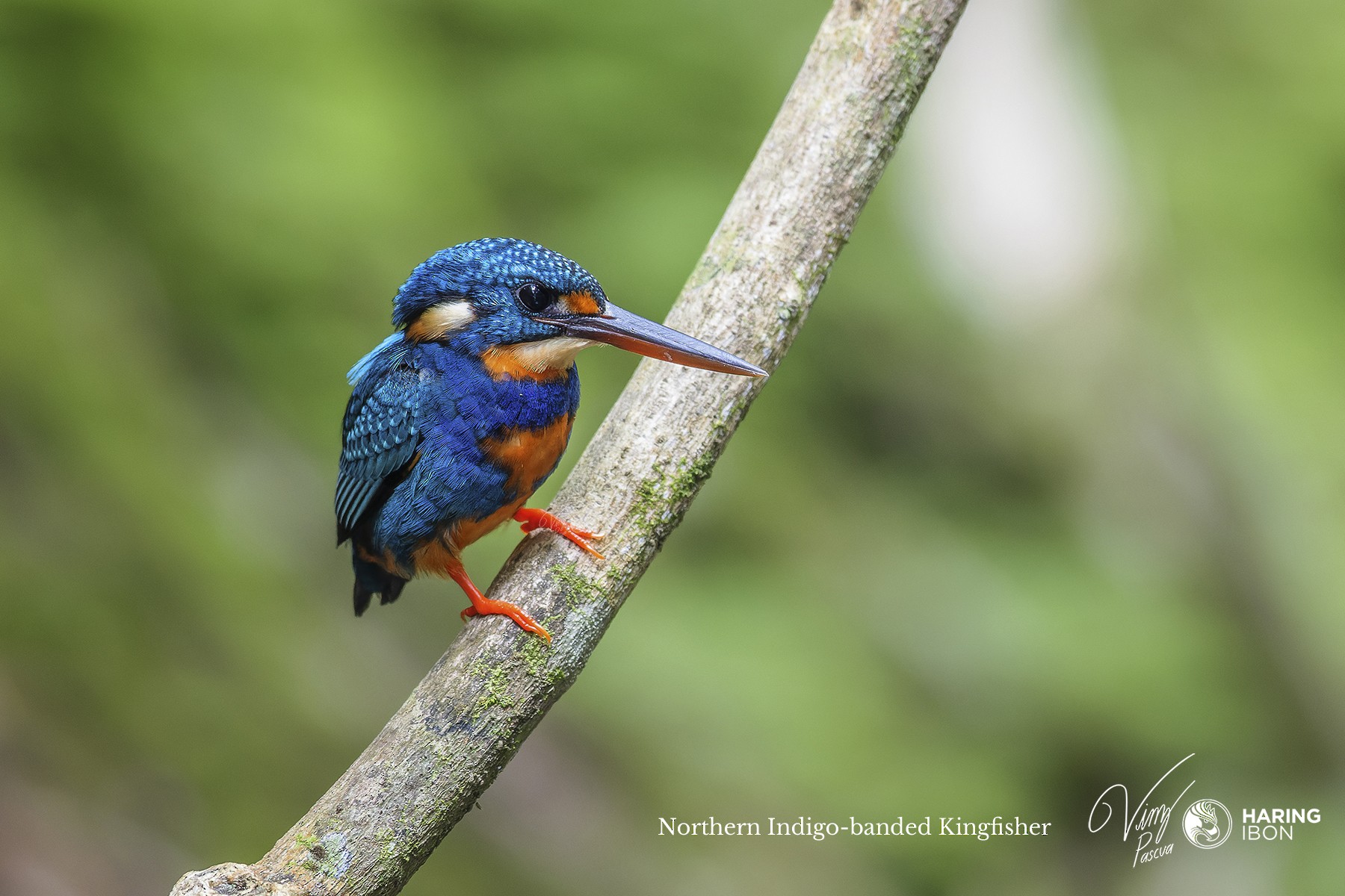 Indigo-banded Kingfisher (Northern) - eBird