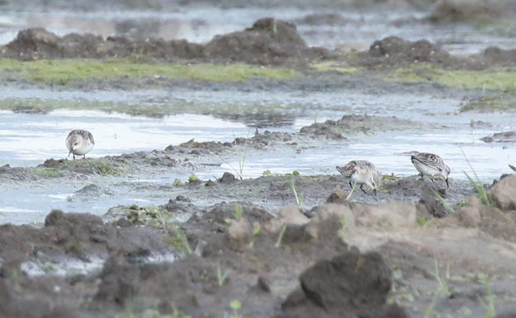 eBird Checklist - 16 Nov 2022 - Canturf Turf Farm - 10 species