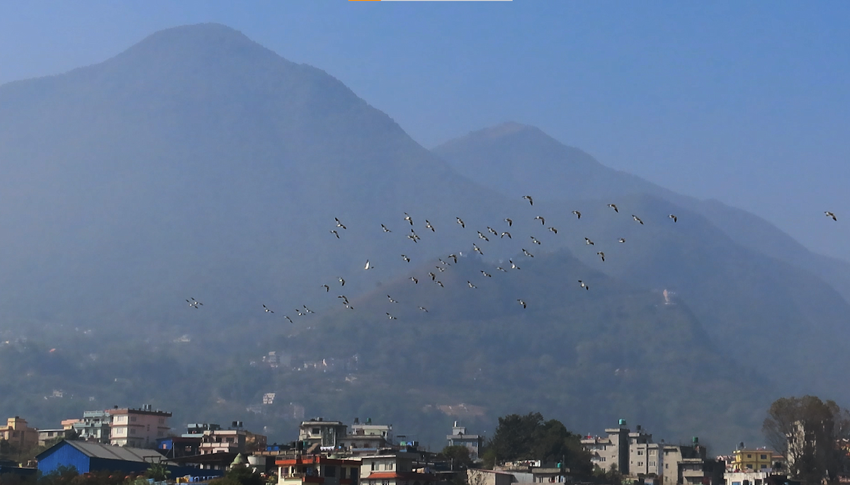 eBird Checklist - 19 Nov 2022 - Chobar D/S Bagmati Eastbank - 53 ...