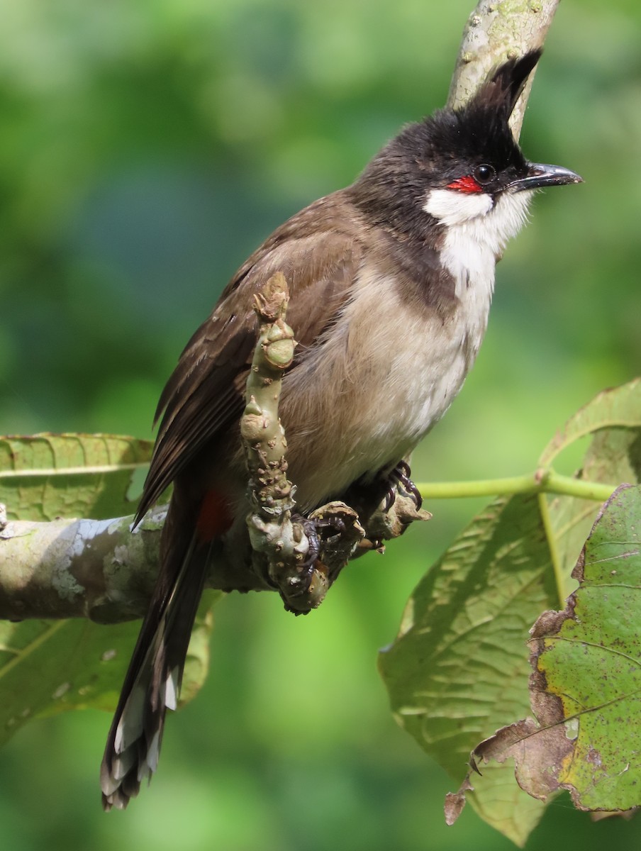 eBird Checklist - 19 Nov 2022 - Tai Po Kau Nature Reserve - 30 species