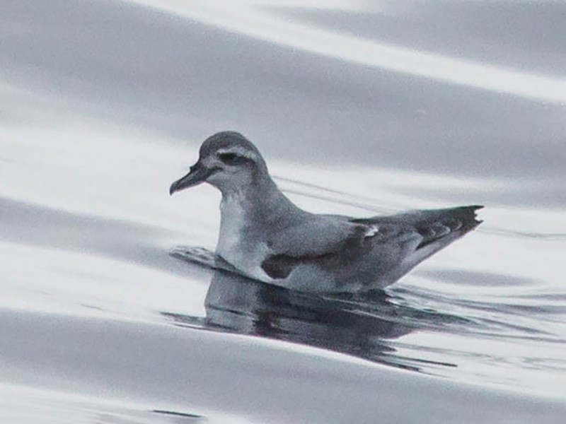 Salvin's Prion (Salvin's) - eBird