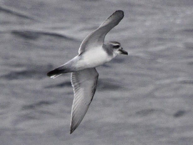MacGillivray's Prion - eBird