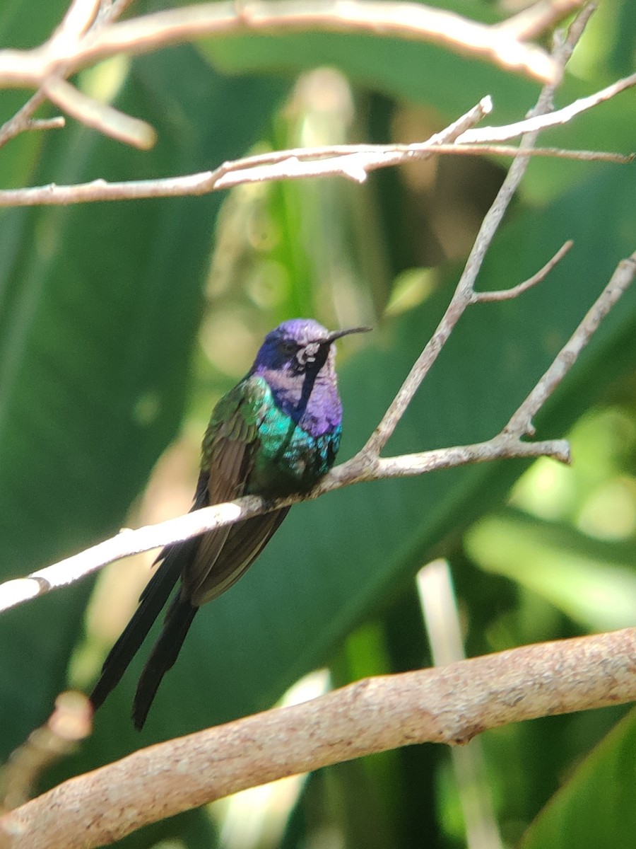 eBird Checklist - 19 Sep 2022 - Estação de Biologia Marinha Augusto ...