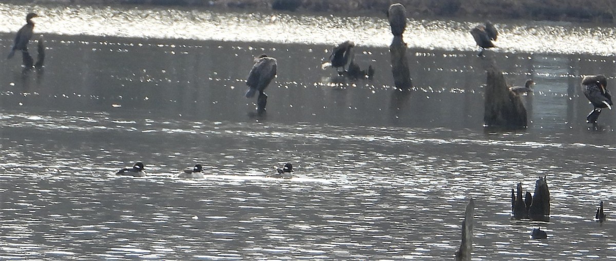 eBird Checklist - 19 Nov 2022 - Lake Mercer - 29 species