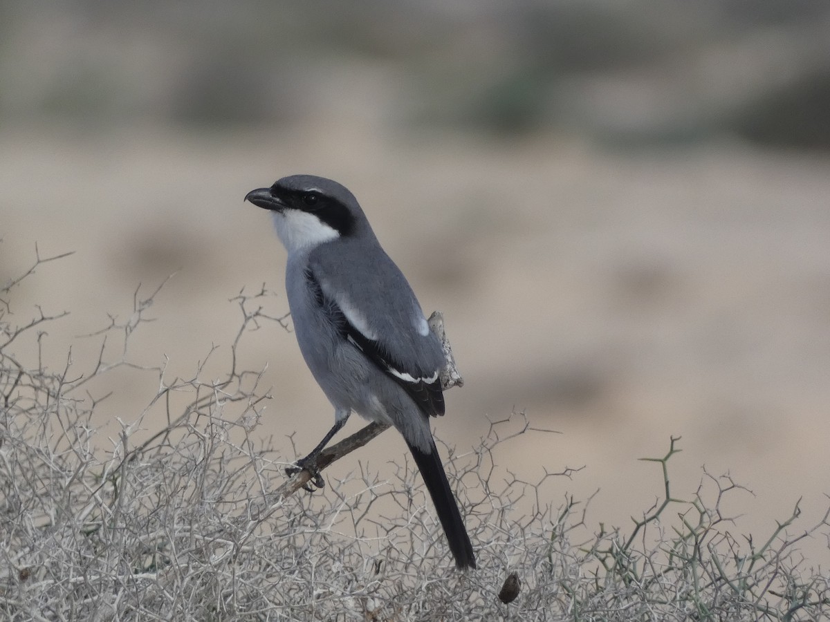 eBird Checklist - 19 Nov 2022 - Corralejo PNat - 7 species eBird Checklist - 19 Nov 2022 - Corralejo PNat - 7 species