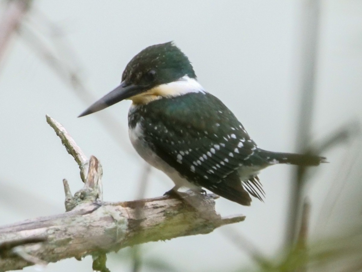 eBird Checklist - 18 Nov 2022 - Univ. of Texas, RGV (Brownsville ...