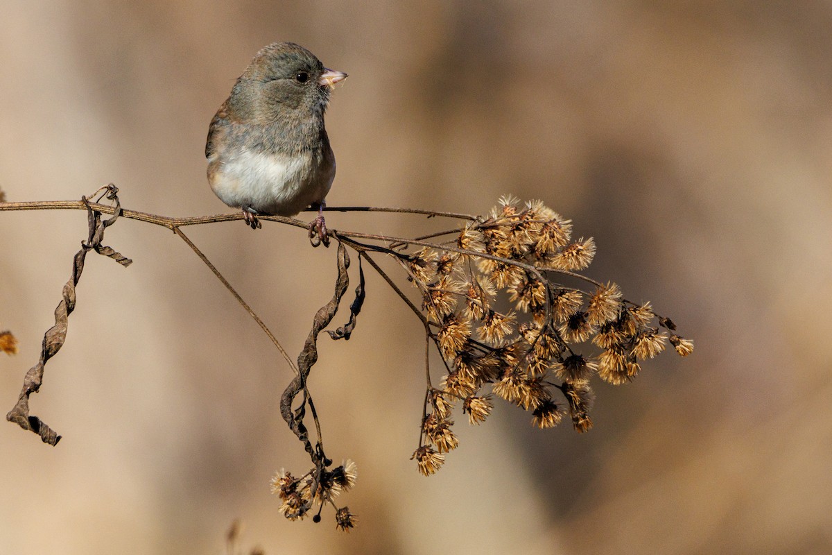 ML505187901 Dark-eyed Junco Macaulay Library