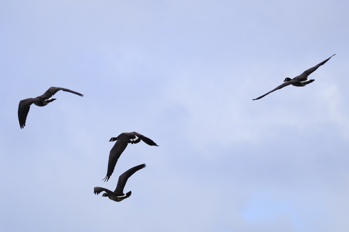 eBird Checklist - 19 Nov 2022 - James Campbell National Wild Refuge ...