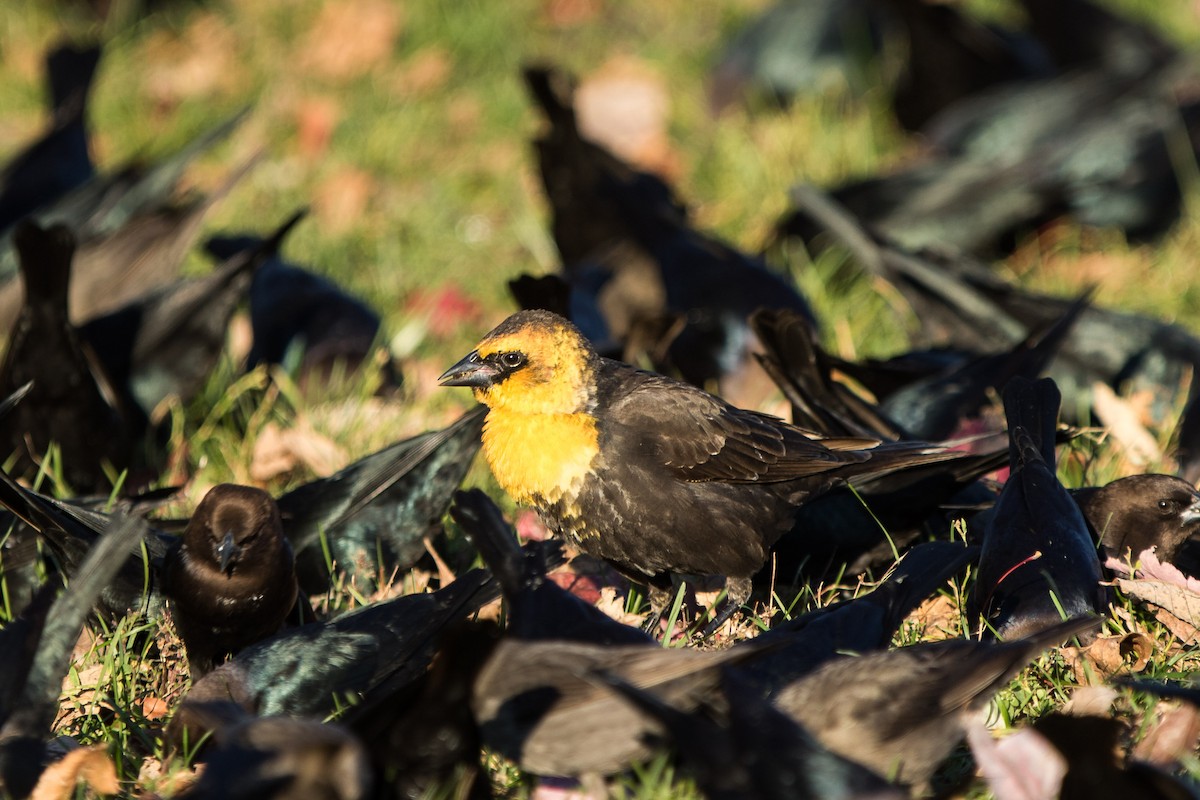 ML505261881 - Yellow-headed Blackbird - Macaulay Library