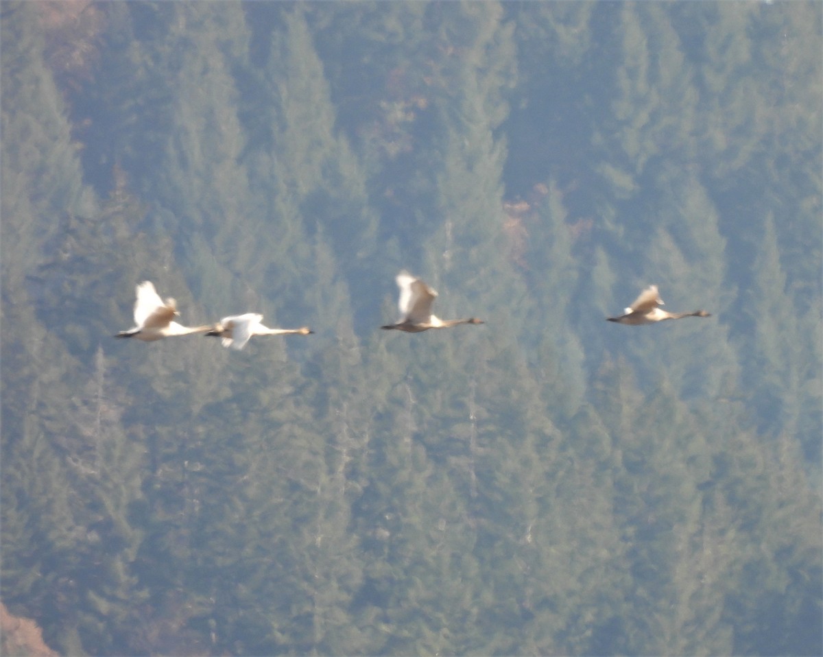 eBird Checklist - 19 Nov 2022 - Wapato Lake NWR - 25 species
