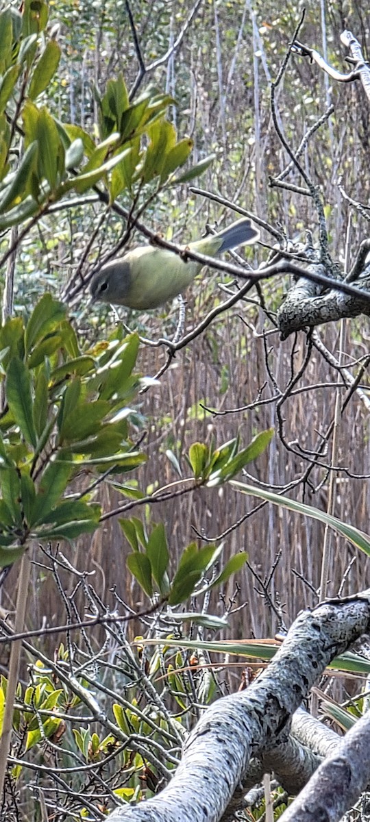 eBird Checklist - 19 Nov 2022 - Cape Henlopen SP--Gordon's Pond - 34 ...