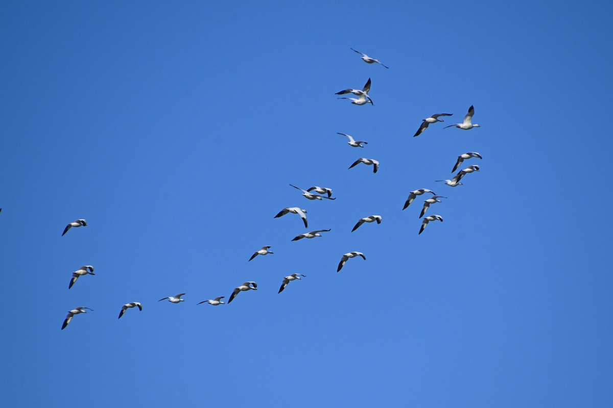 eBird Checklist - 18 Nov 2022 - Colusa National Wildlife Refuge, Colusa ...