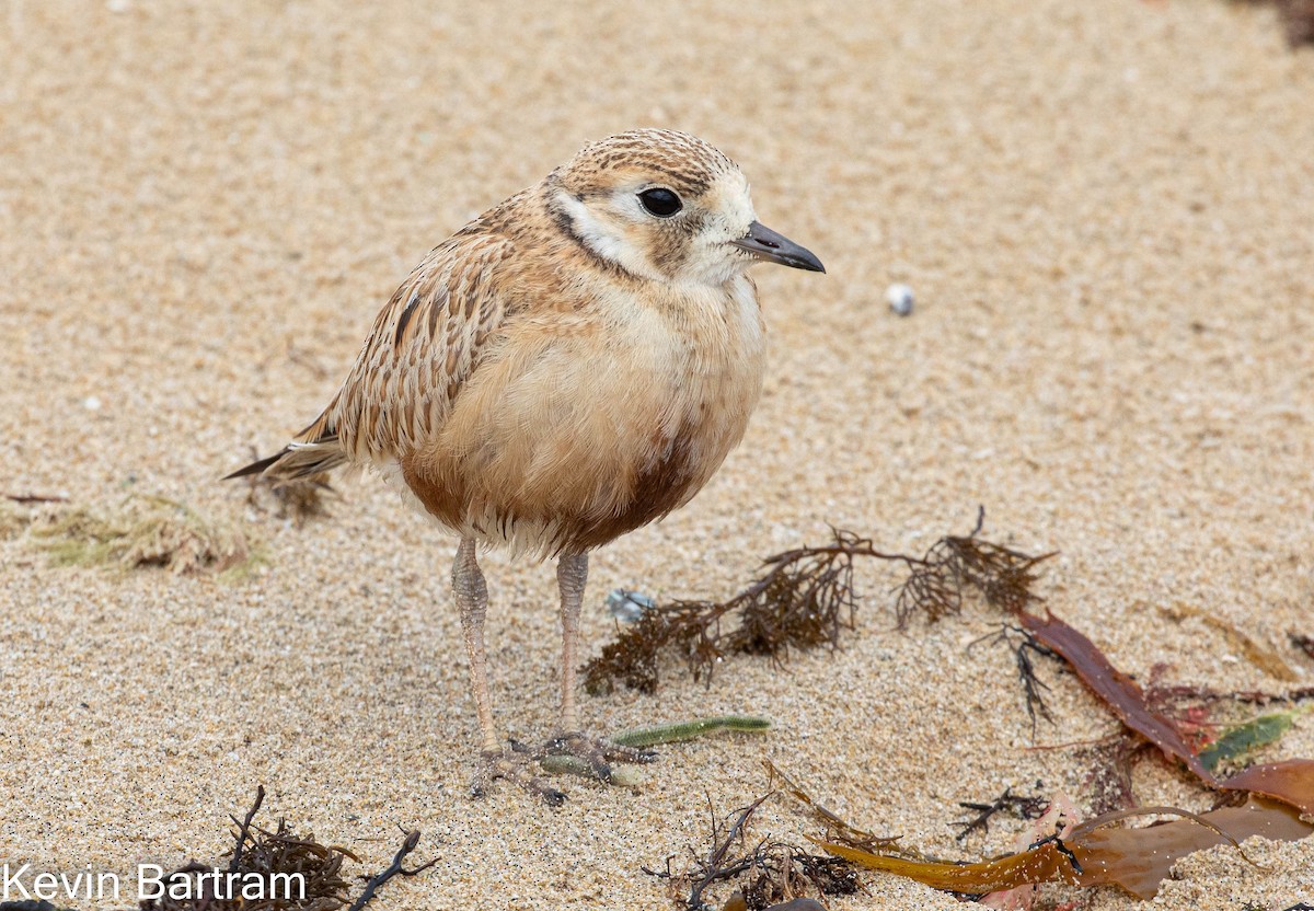 eBird Checklist - 19 Nov 2022 - Massacre Bay Lookout - 18 species