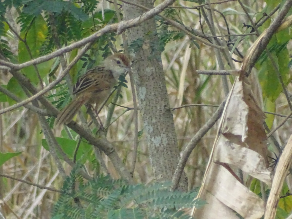 eBird Checklist - 20 Nov 2022 - France Rd Turf Farm (Edmonton) - 22 species